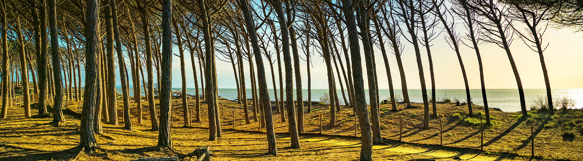 Scaling up forest and restoration to restore biodiversity in the ...